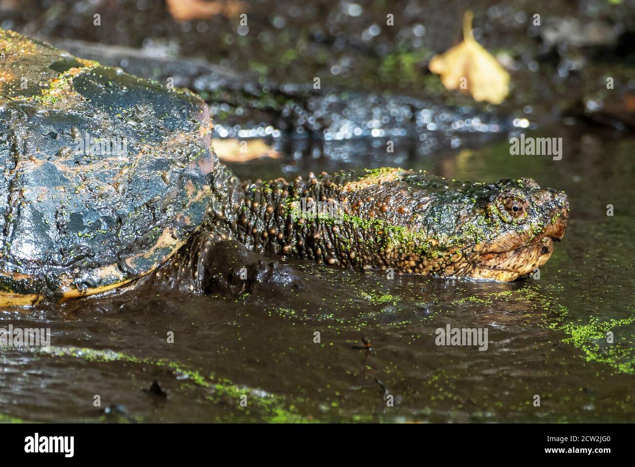 Snapping turtles in pond hi-res stock photography and images - Alamy