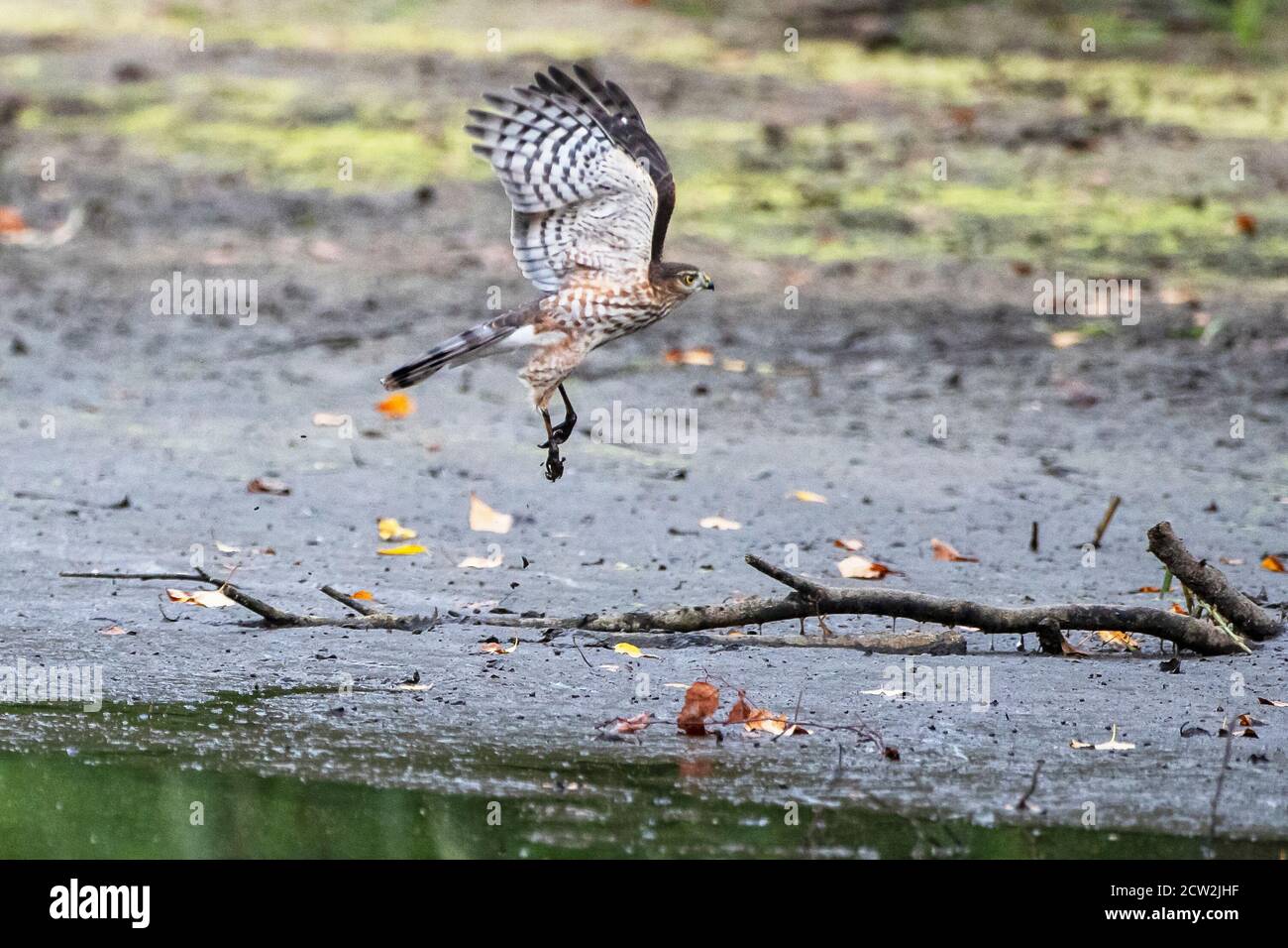 Sharp-shinned hawk in flight Stock Photo - Alamy