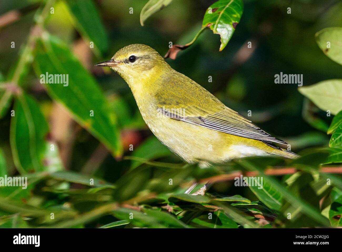 Tennessee warbler during fall migration Stock Photo - Alamy