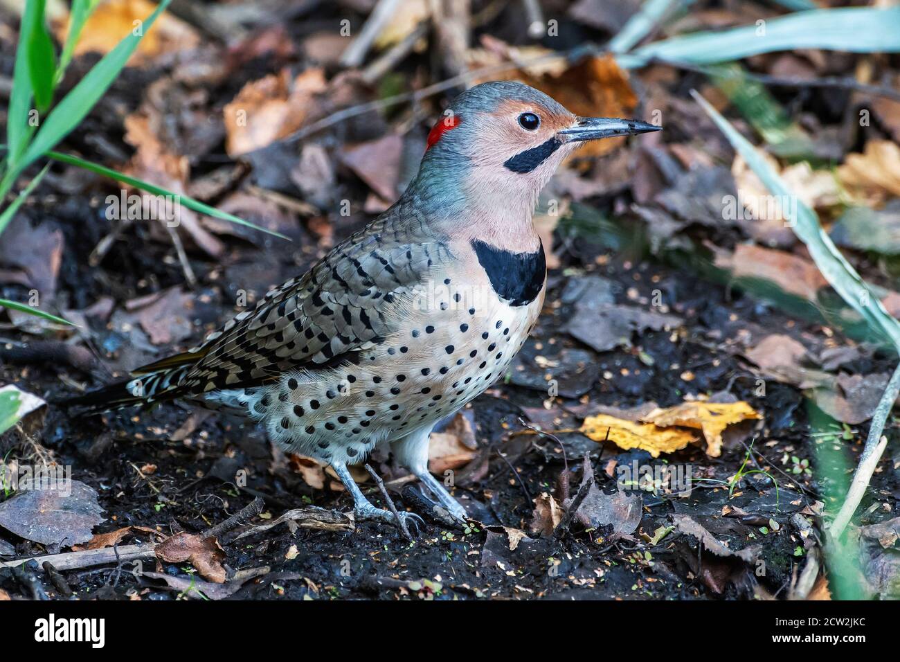 Northern flicker up close Stock Photo - Alamy