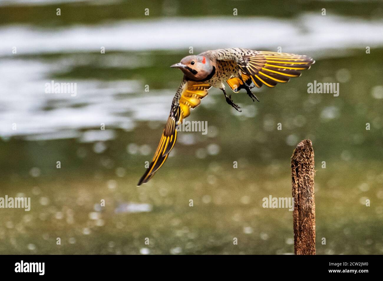 Northern flicker flying Stock Photo - Alamy