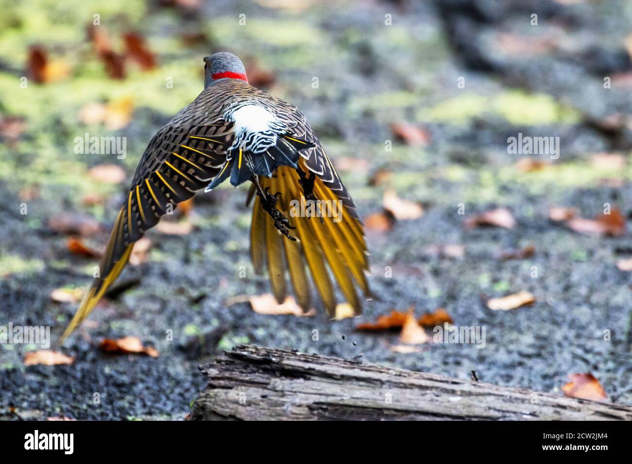 Northern flicker flying Stock Photo - Alamy