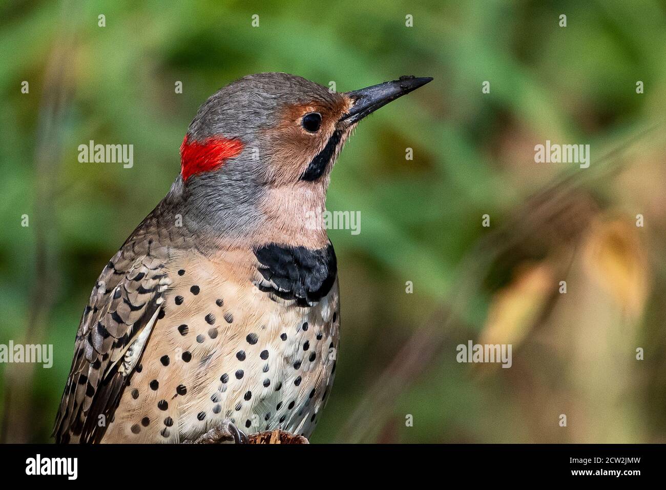 Yellow shafted flickers hi-res stock photography and images - Alamy