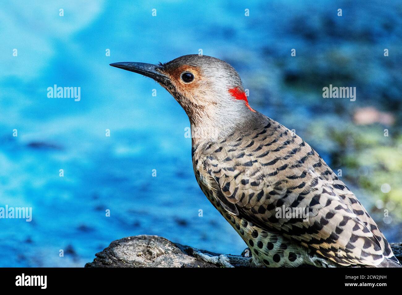 Yellow Shafted Flickers High Resolution Stock Photography and Images ...