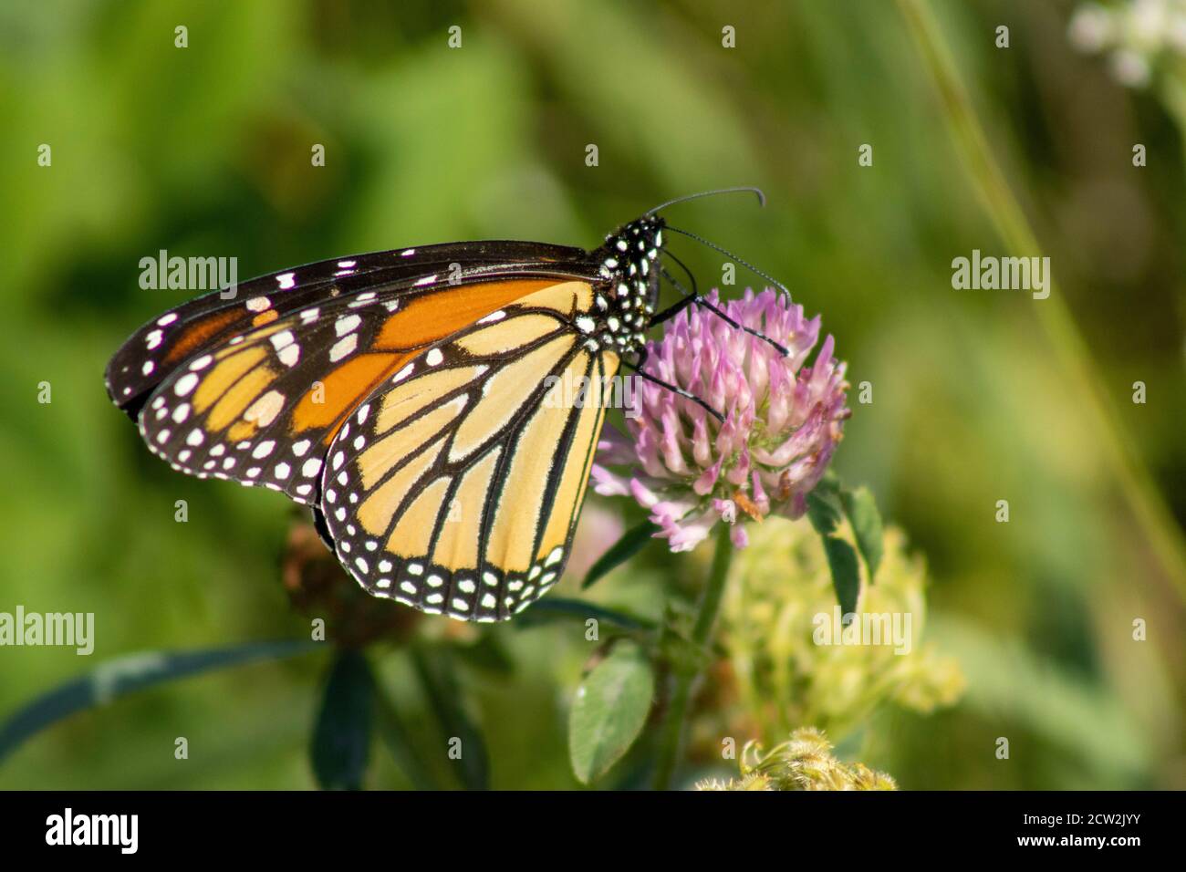 Butterfly orange on clover hi-res stock photography and images - Alamy