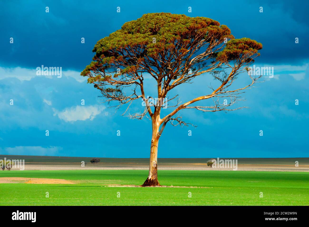 Eucalyptus Salmon Gum Tree - Western Australia Stock Photo - Alamy