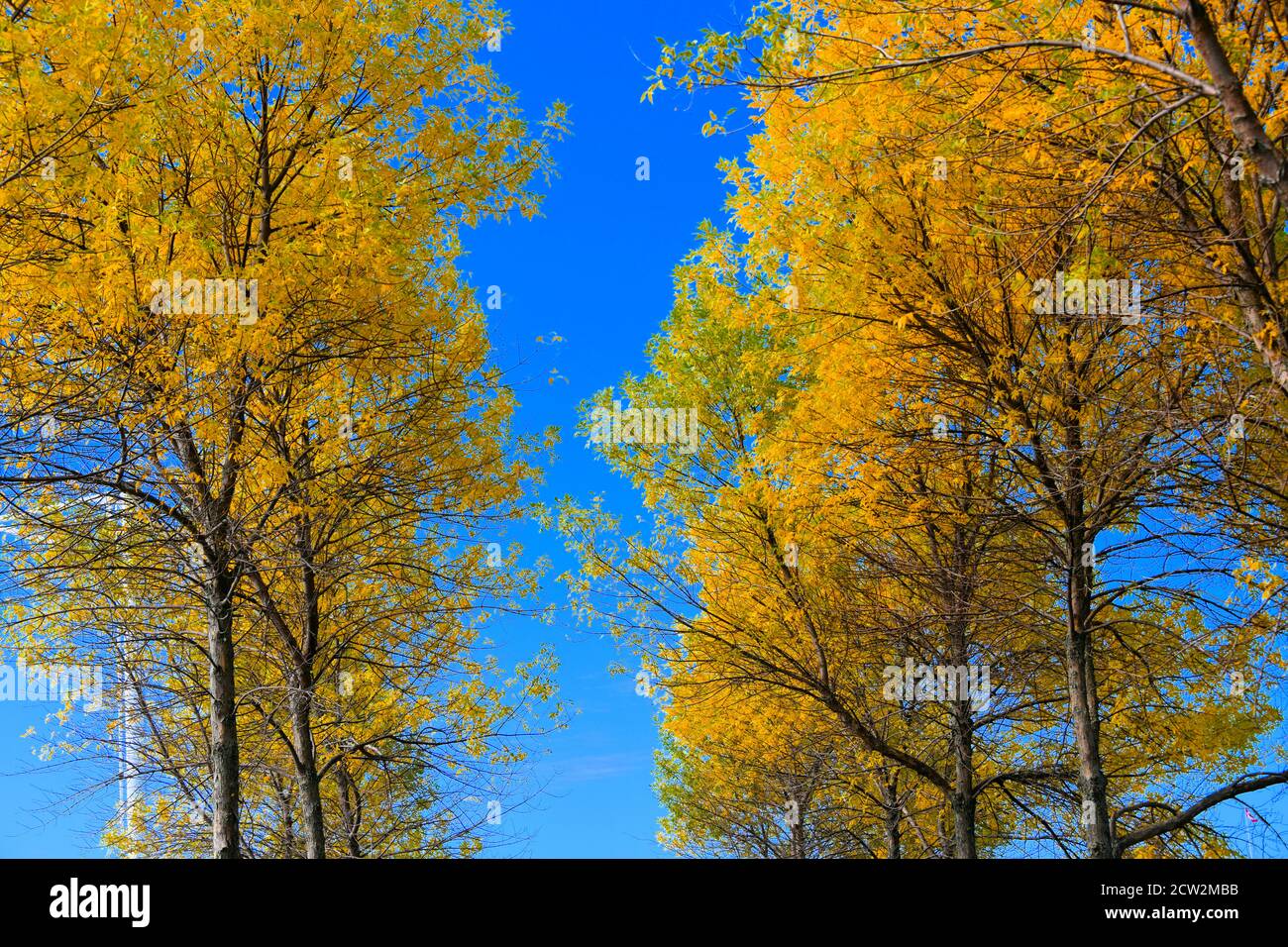 Golden trees hi-res stock photography and images - Alamy