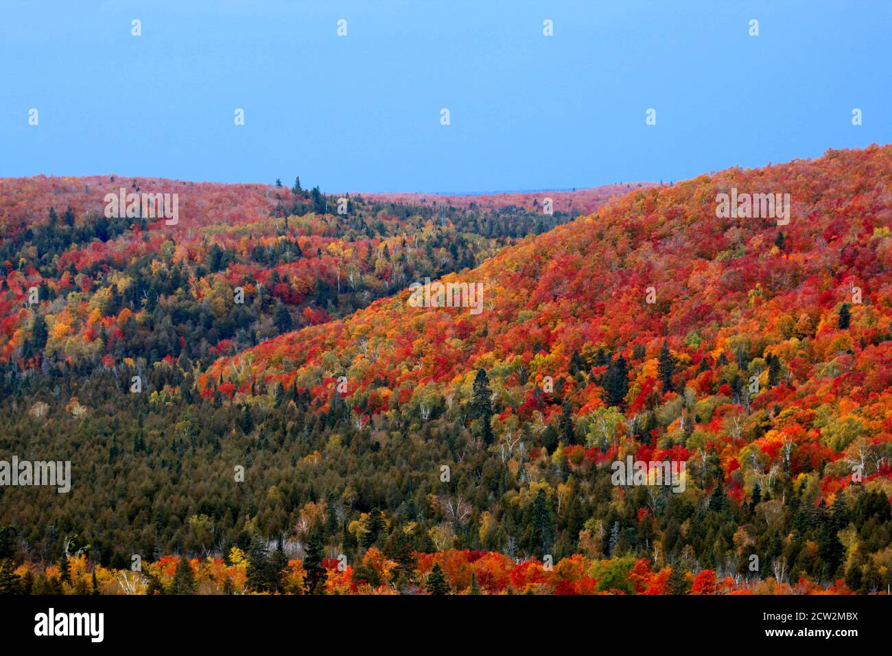 Red and gold trees stunning amid evergreen trees cover the Lutsen ...