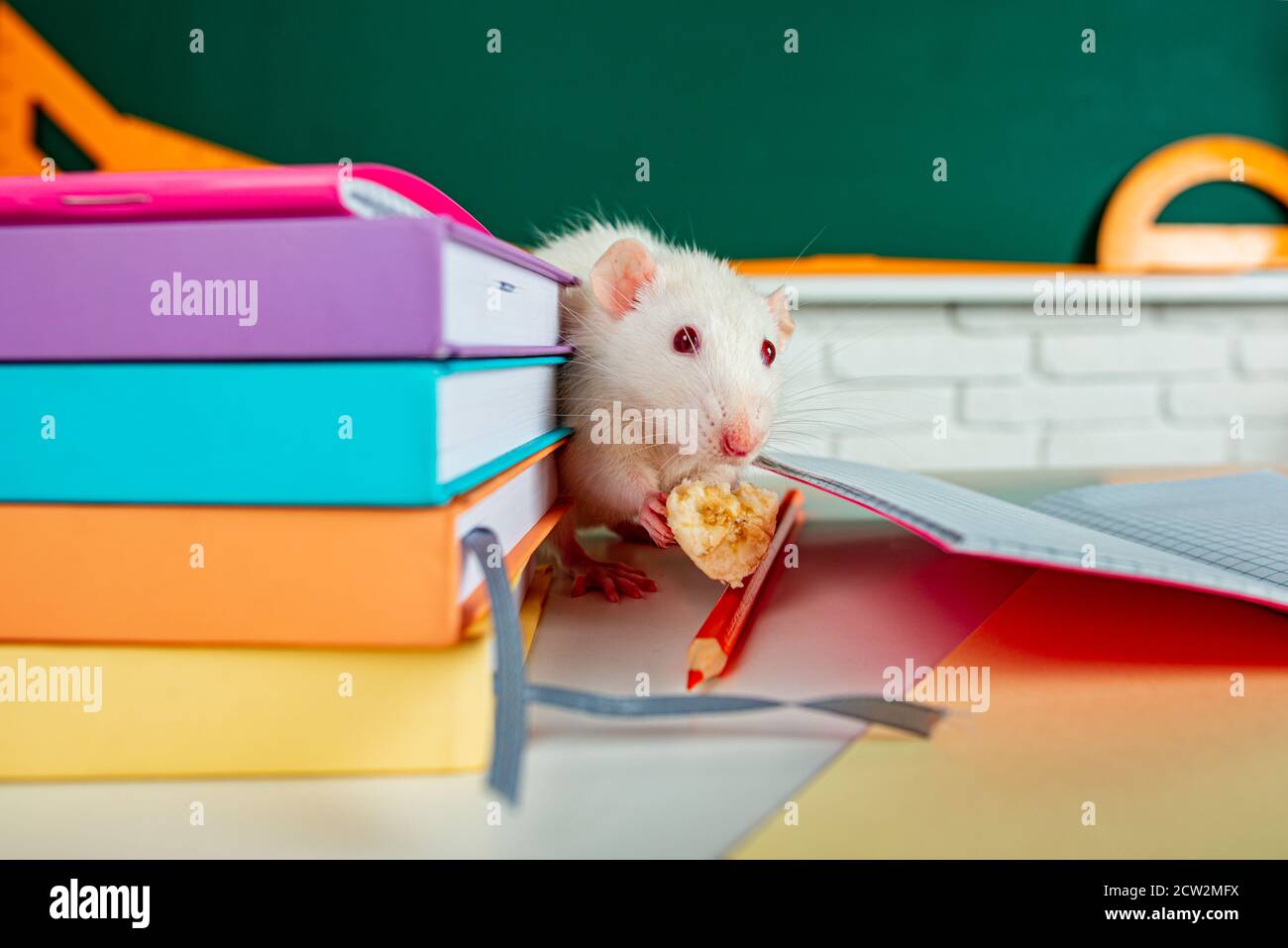 Scientific study animals hi-res stock photography and images - Alamy