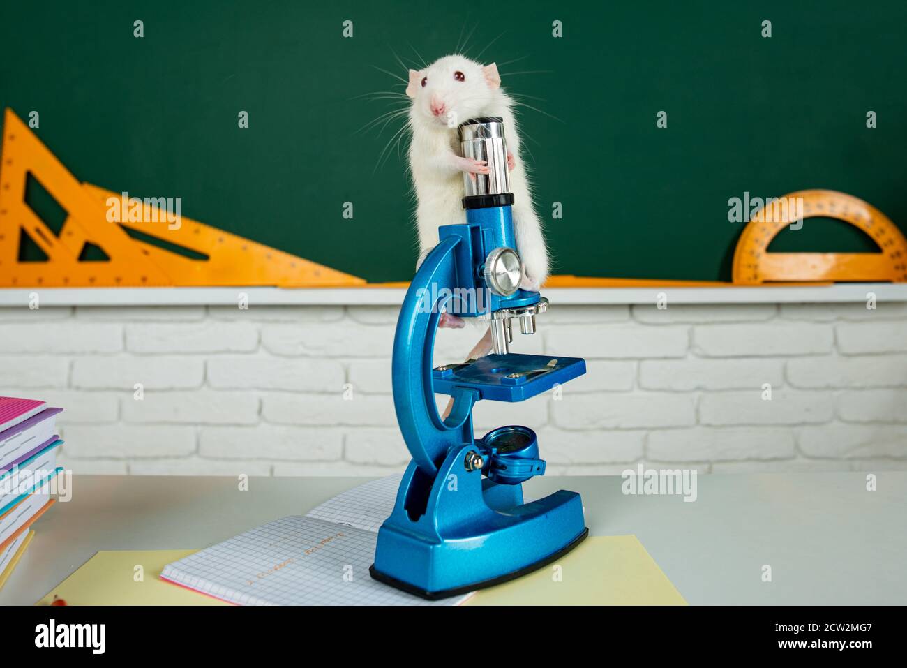 Rat sitting on microscope. Concept of funny animals in university ...