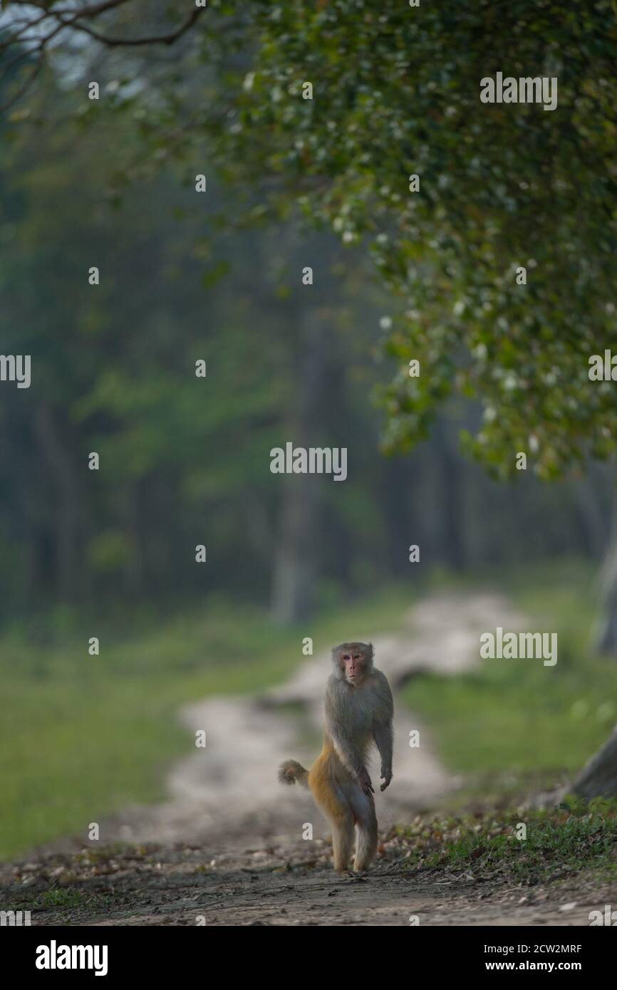 Monkey standing up hi-res stock photography and images - Alamy