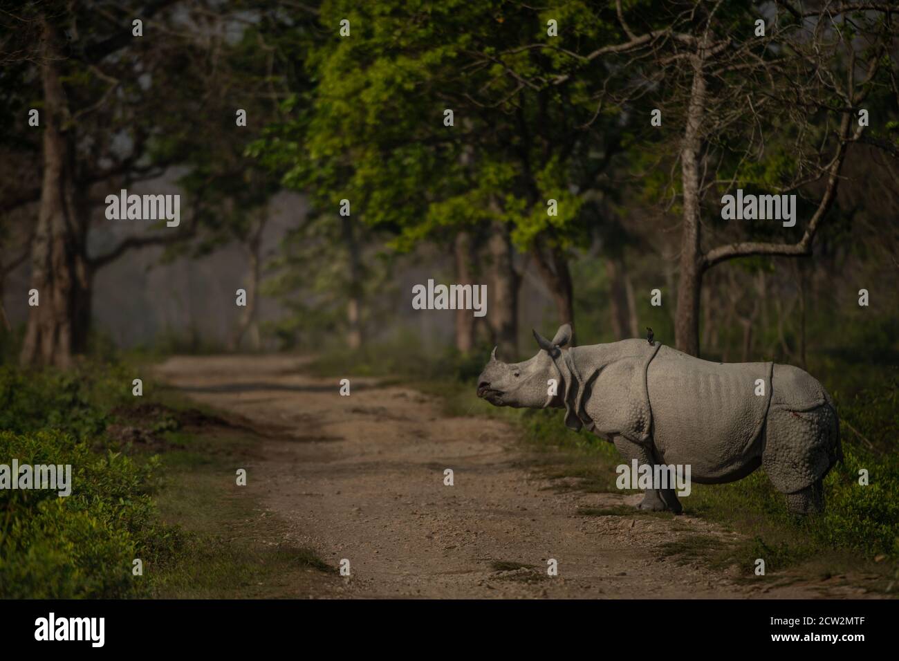One horned Rhinoceros Stock Photo - Alamy