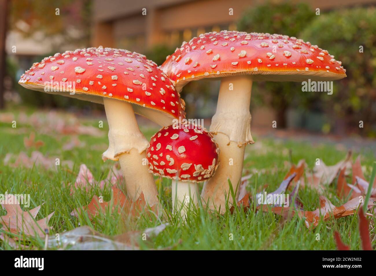 Colorful Mushrooms