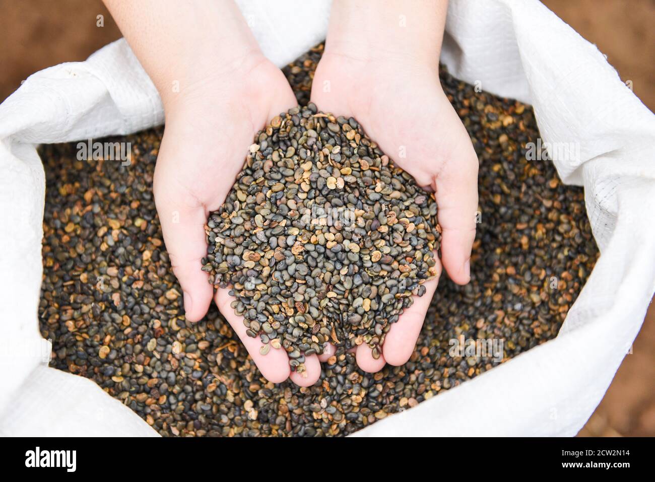 Farmer throwing seeds hi-res stock photography and images - Alamy