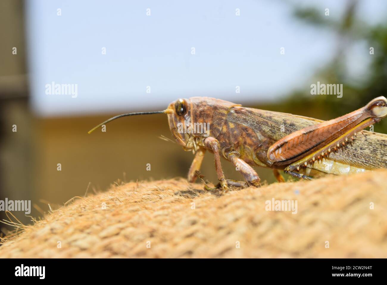 Locusts pakistan hi-res stock photography and images - Alamy