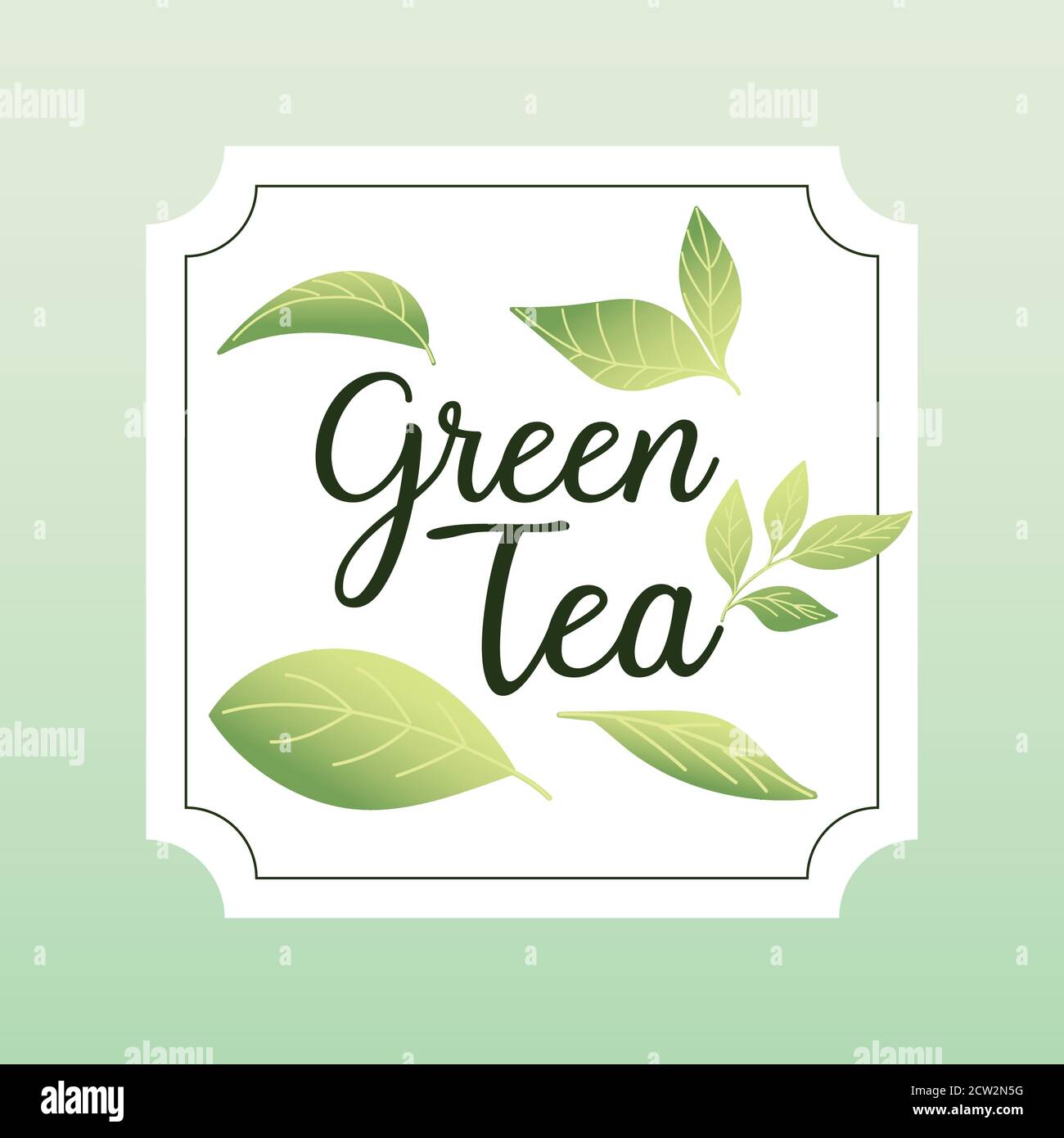 Green tea with eaves in frame design, drink breakfast beverage hot ...