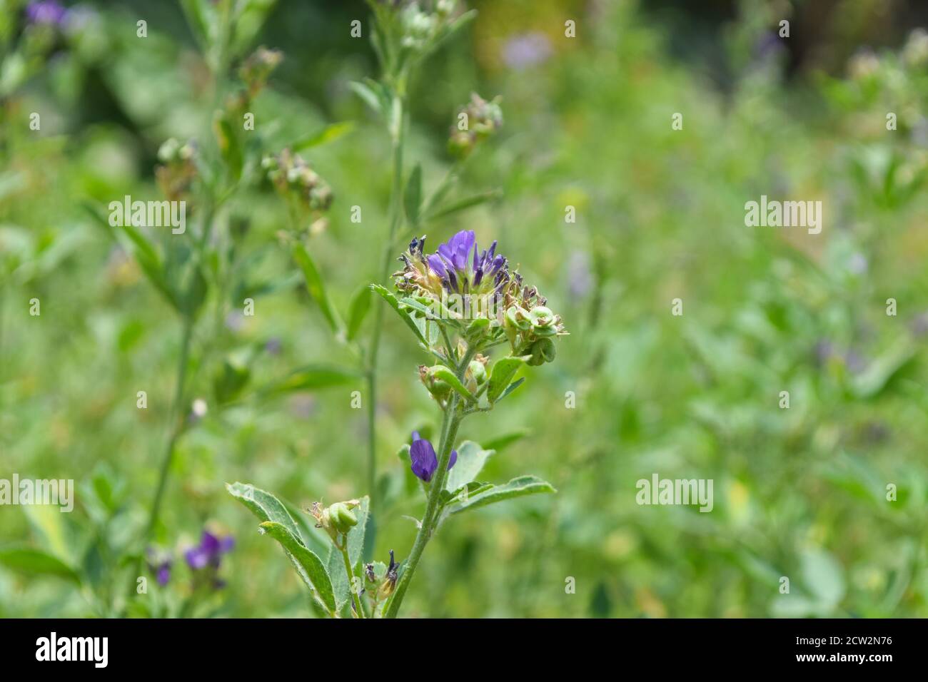 Green grass flowers close up garden, nature flora plants outside ...