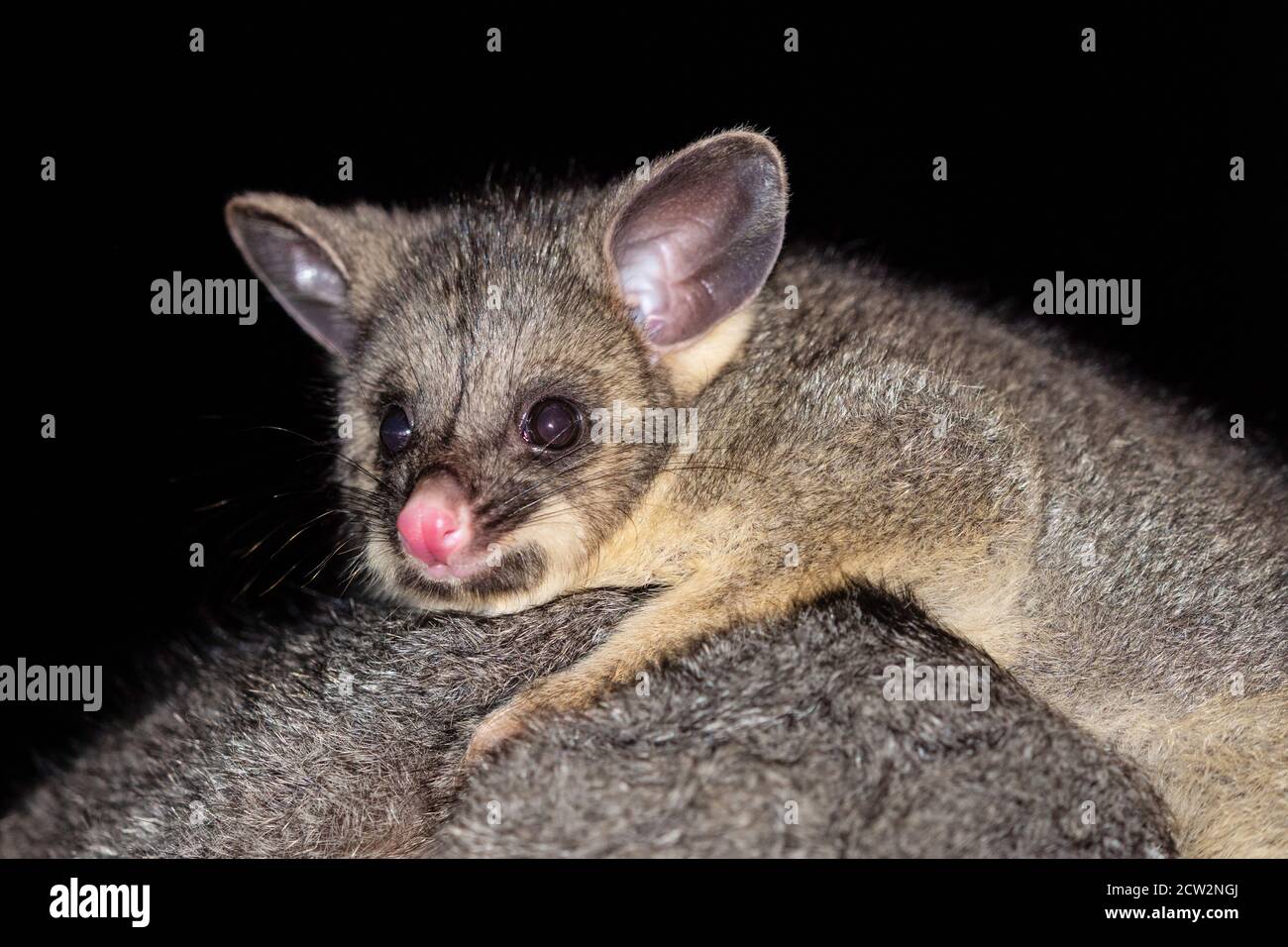 Baby brushtail possum hi-res stock photography and images - Alamy