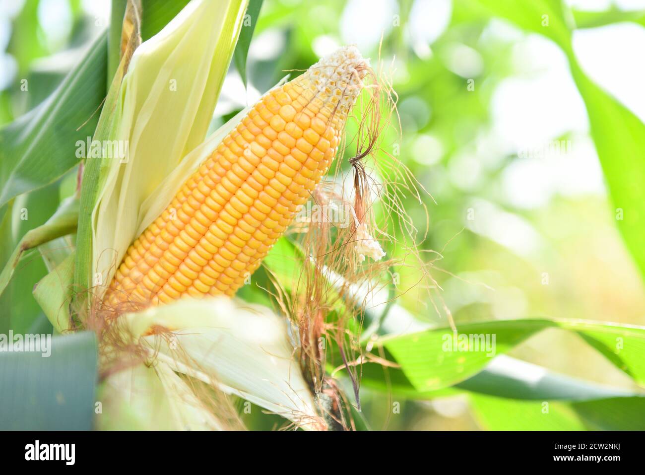 Fresh corn cob on tree hi-res stock photography and images - Alamy
