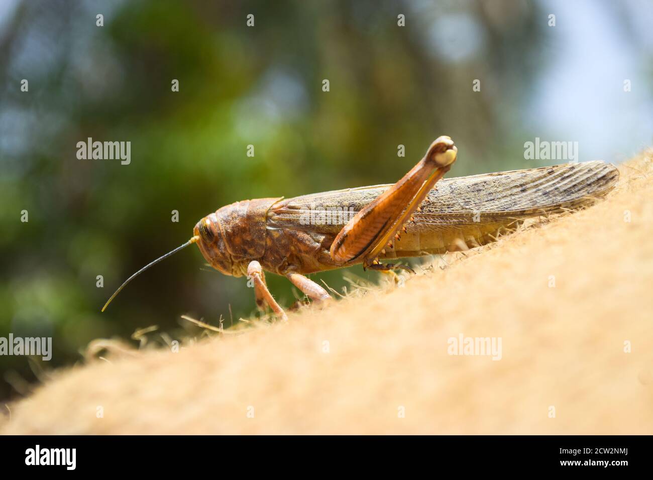 brown dead locusts broken legs, grasshopper macro insect bug close up ...
