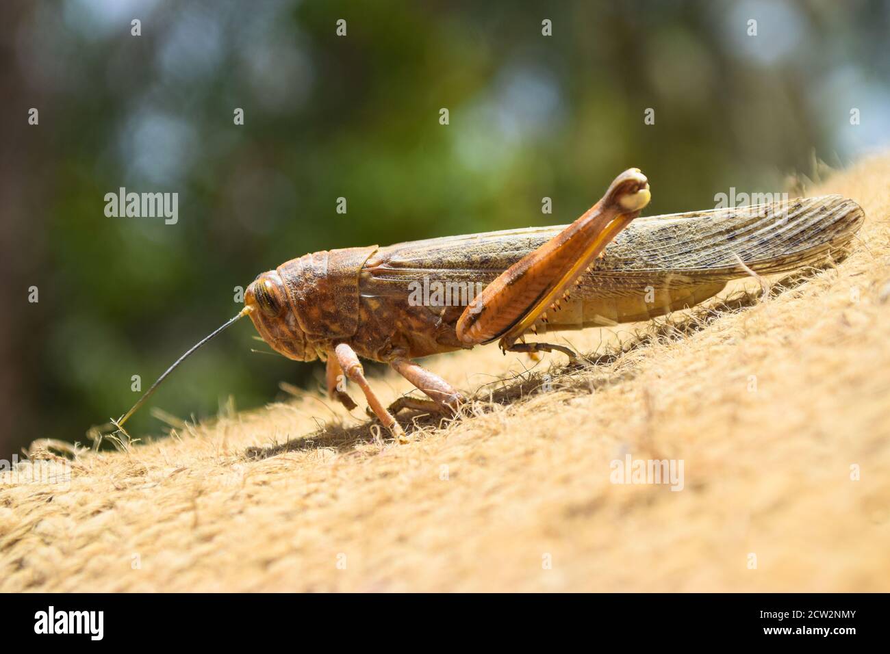 brown dead locusts broken legs, grasshopper macro insect bug close up ...