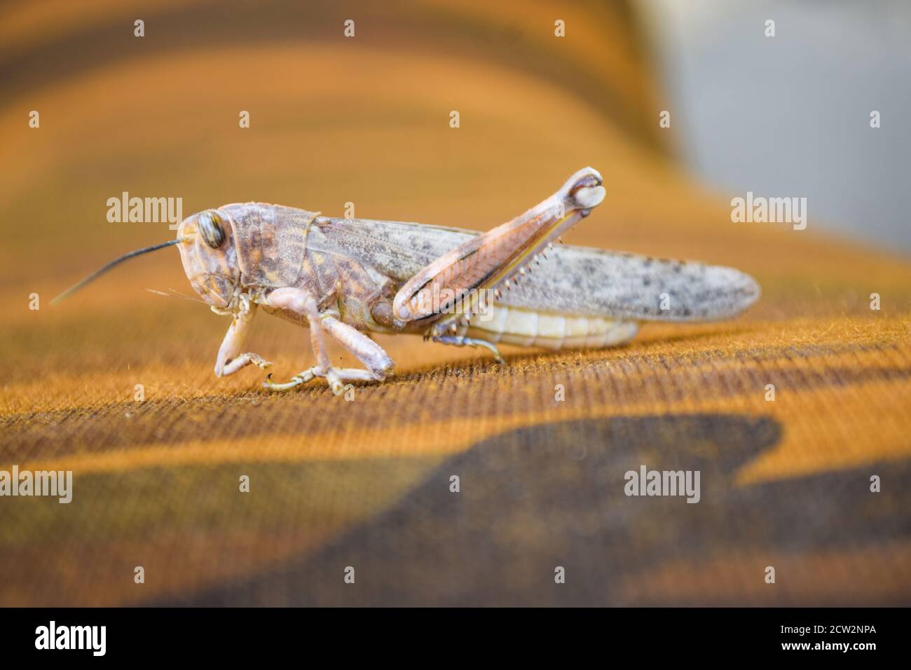 brown dead locusts broken legs, grasshopper macro insect bug close up ...