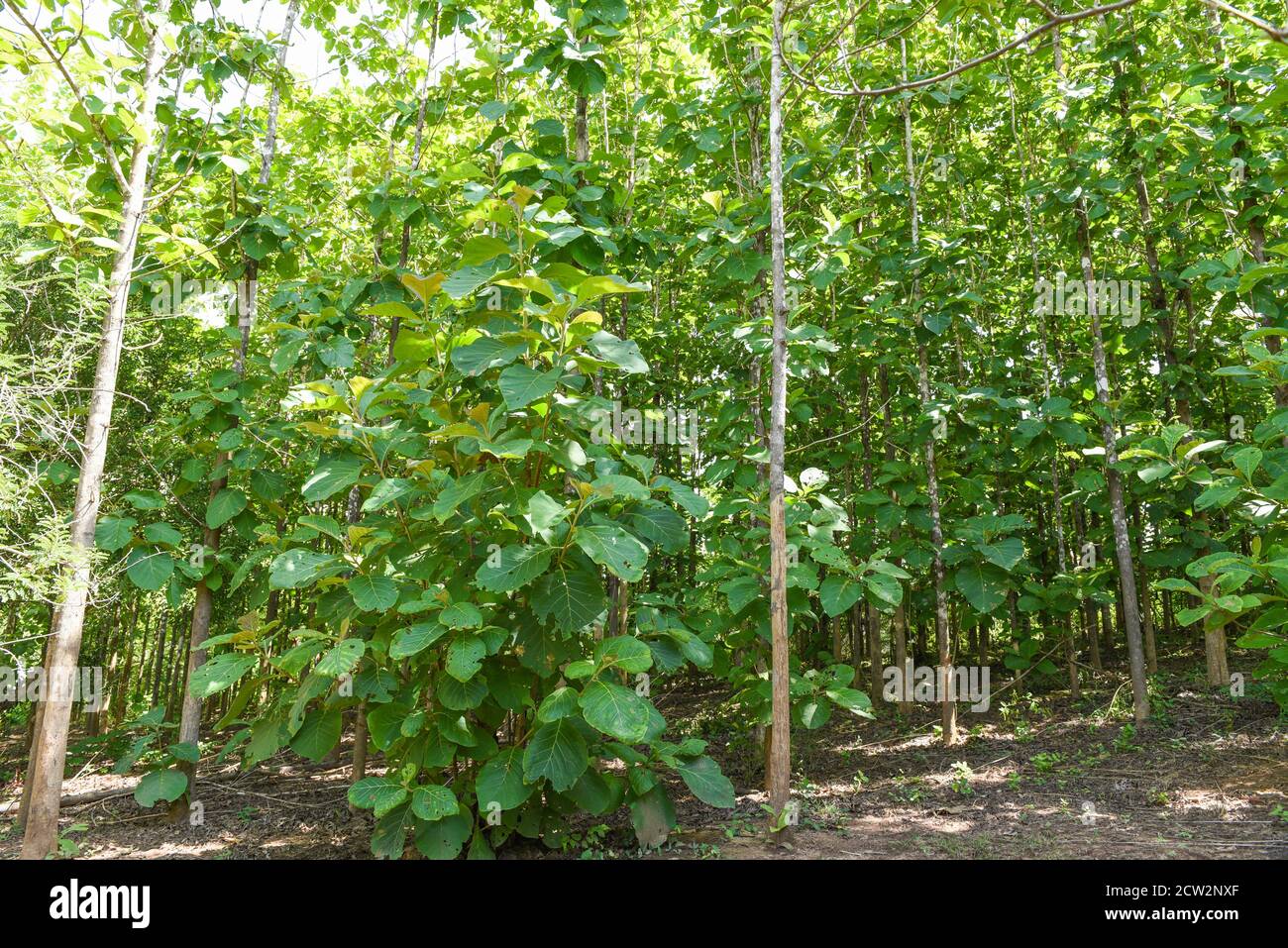 Teak tree agricultural in plantation teak field plant with green leaf ...