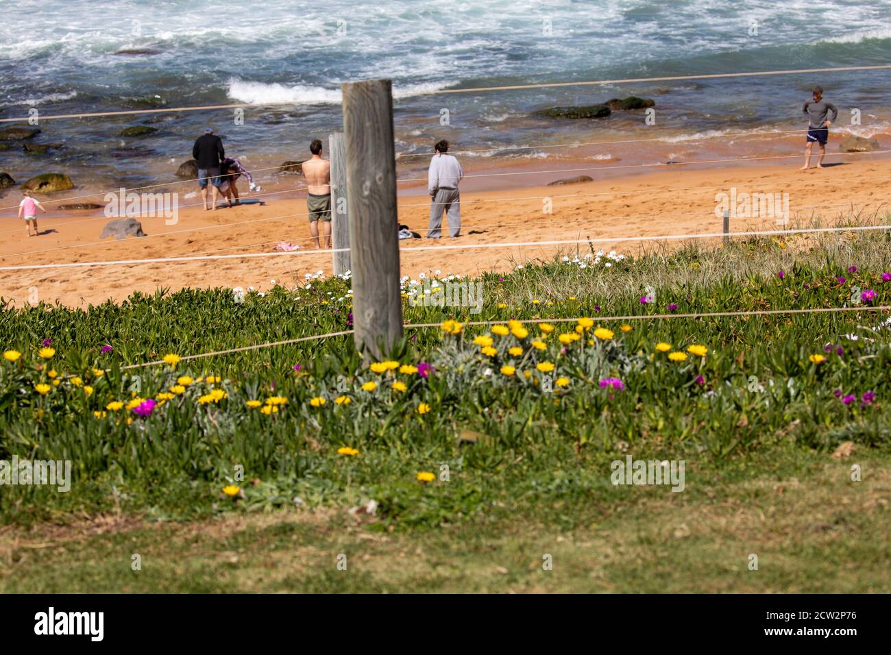 Australian Wild Flowers High Resolution Stock Photography and Images ...