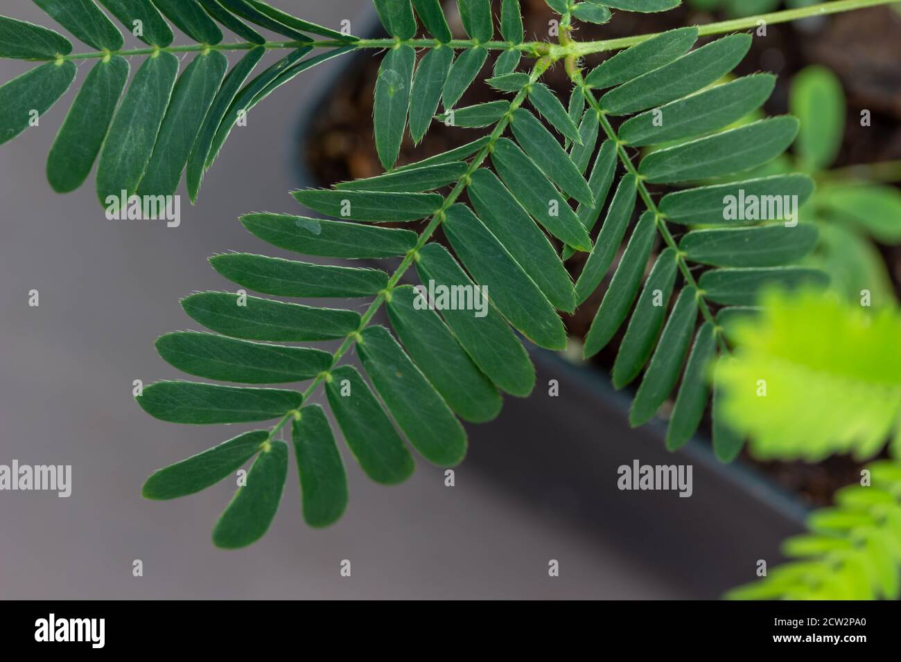 Macro top view of fern-like leaves on a small potted Sensitive plant ...