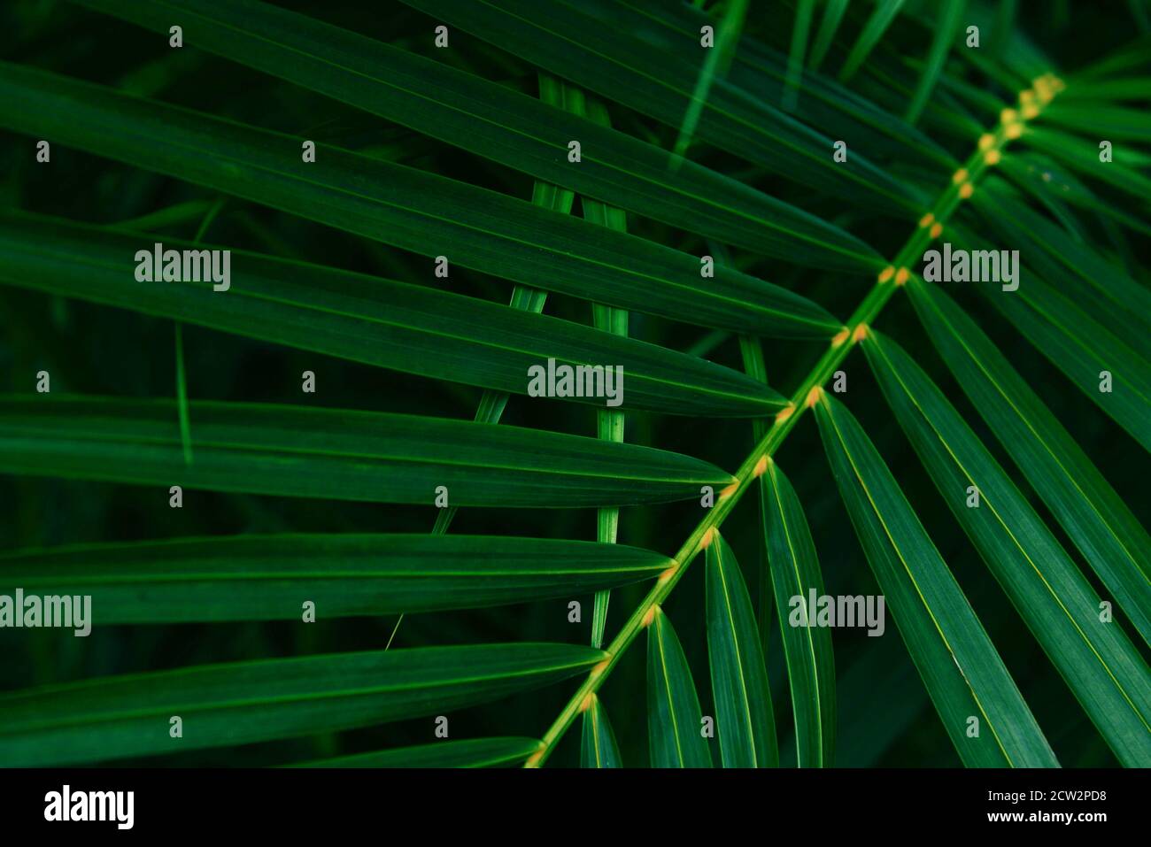 Plam leaves natural green pattern on dark background / Leaf beautiful ...