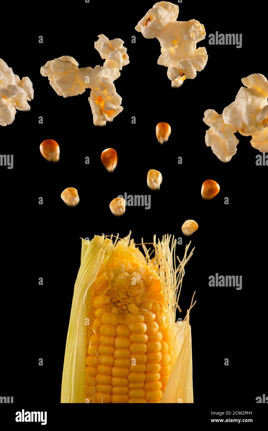 Concept of a corn cob going through the different stages and becoming ...