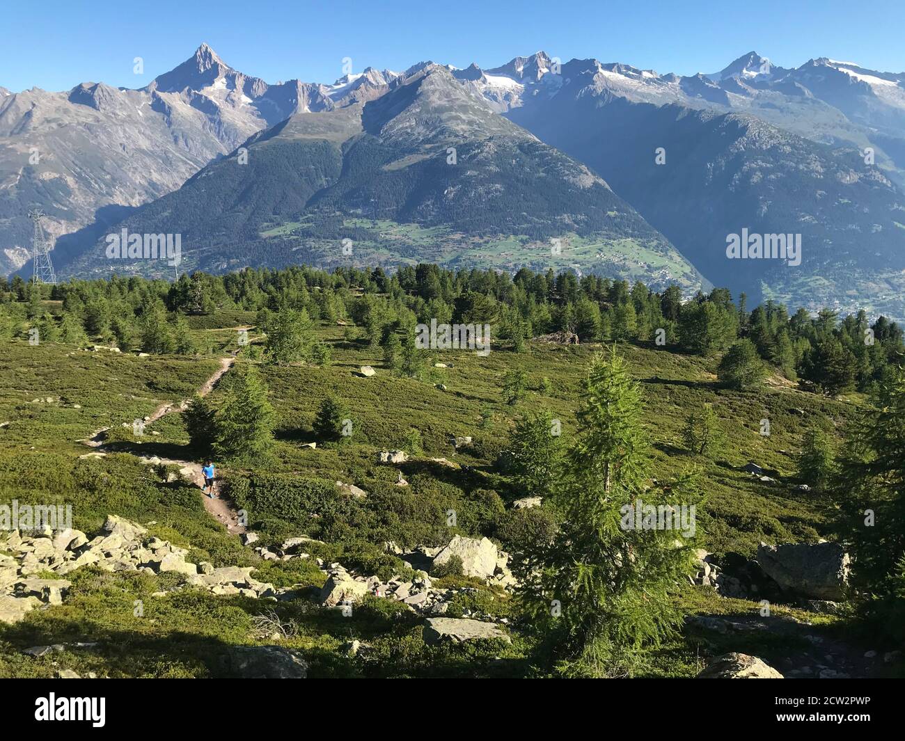 Treeline of the larch forest on Gebidum, view towards the other side of ...