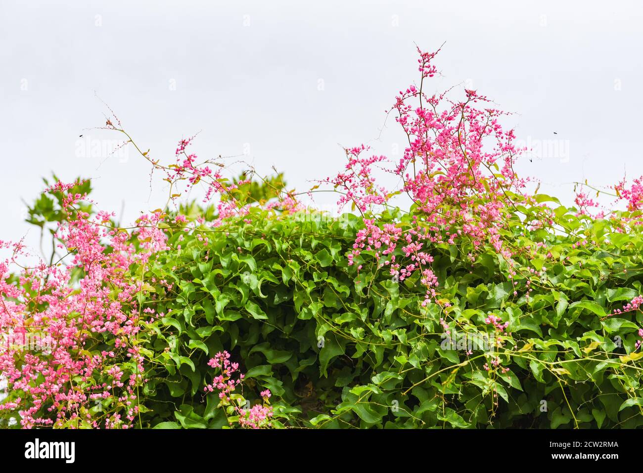 green vine with pink flower on white background / leaves vine ivy plant ...