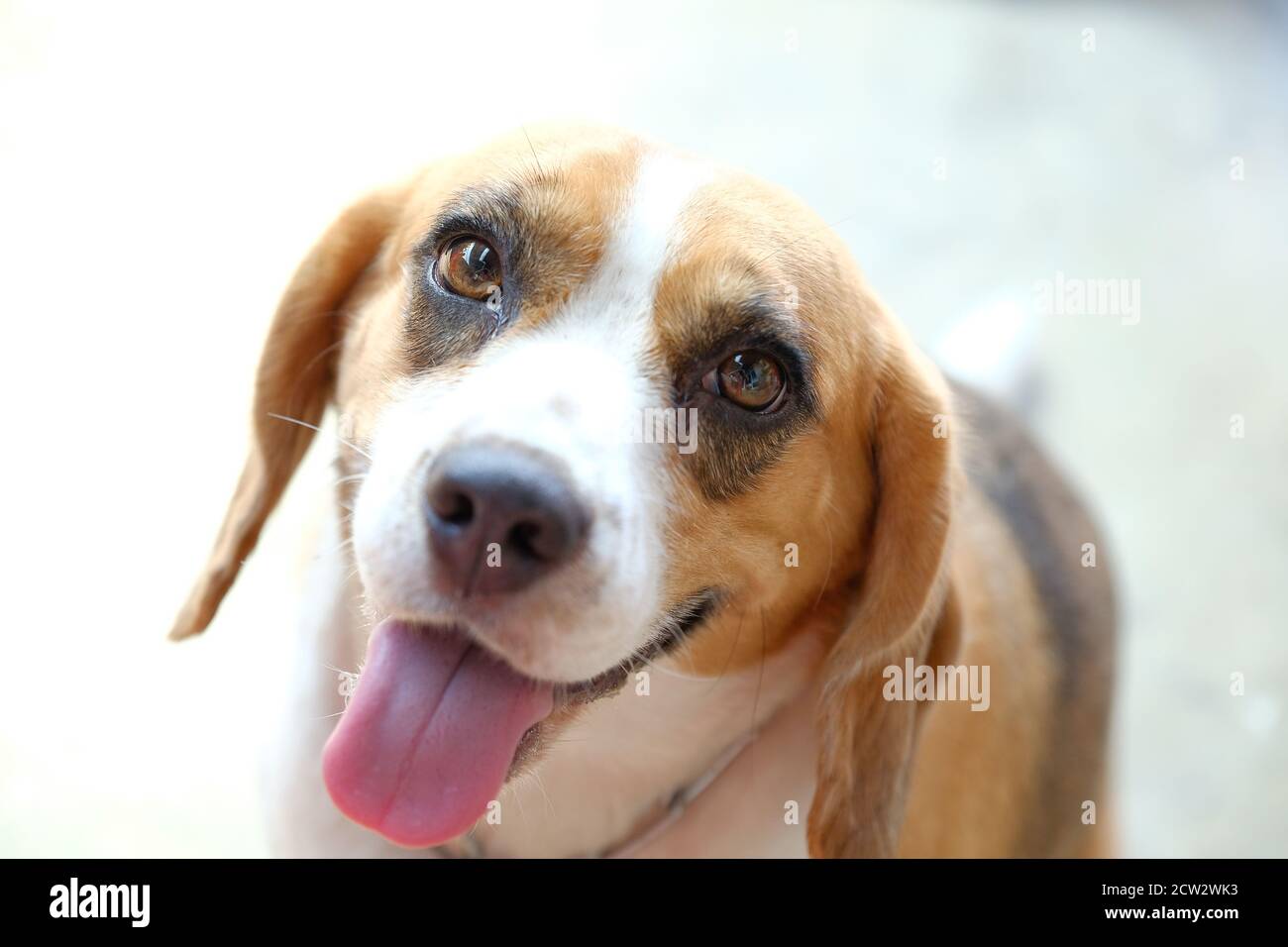 closeup portrait of tricolor beagle dog, focus on the eye Stock Photo ...