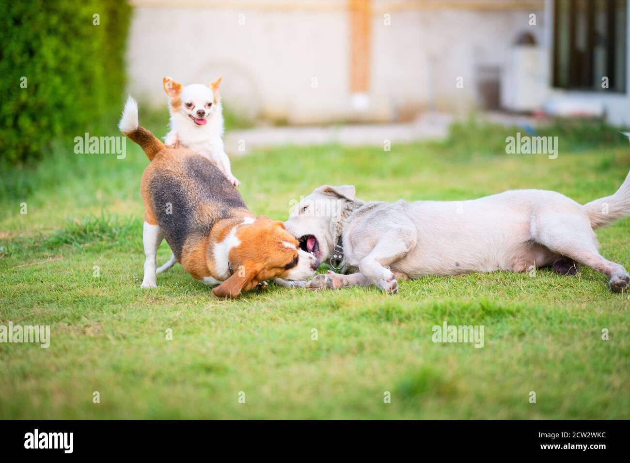 Three dogs playing on a green grassy land home garden. It looks like ...