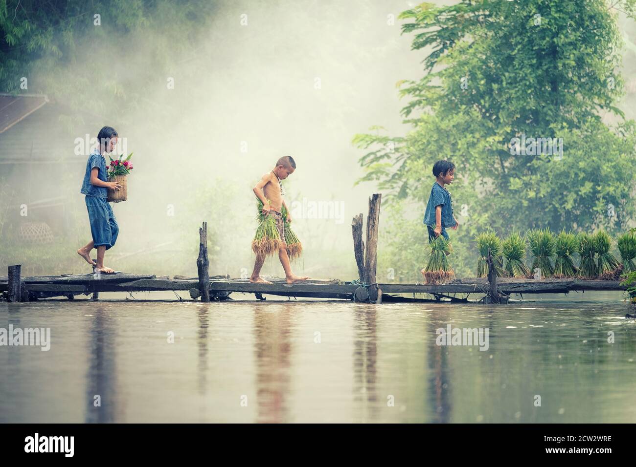 Asian children farmer on rice cross the wood bridge before the grown in ...