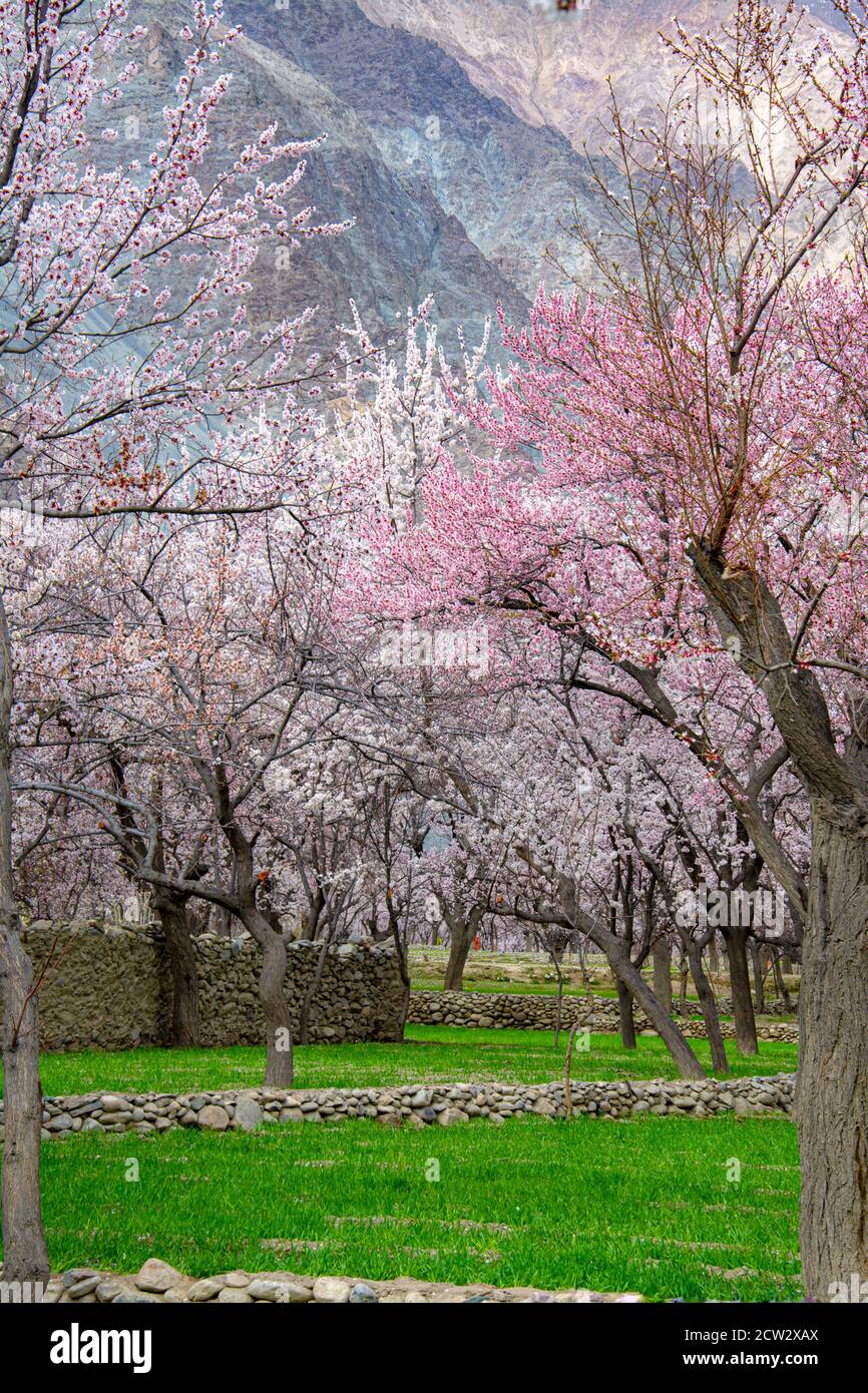 spring landscape photography of cherry blossom in northern areas of ...