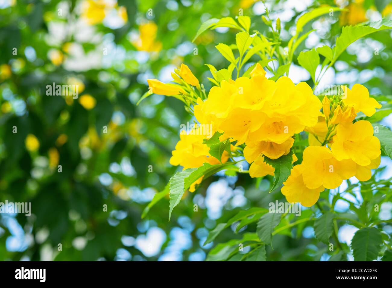 Spring background with beautiful yellow flowers, natural summer ...