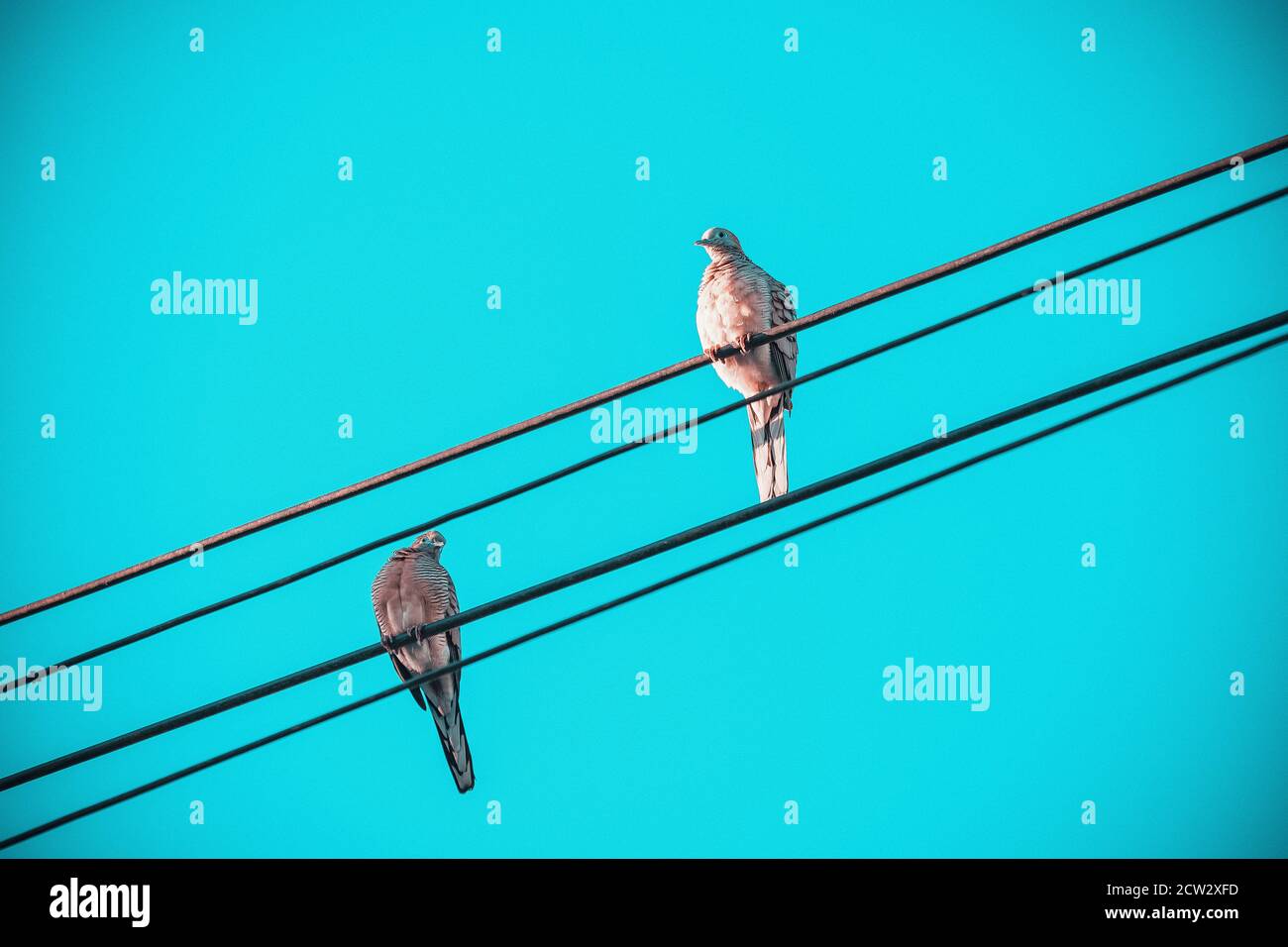 Love of birds, Two little birds on electric cable line, Birds perched ...
