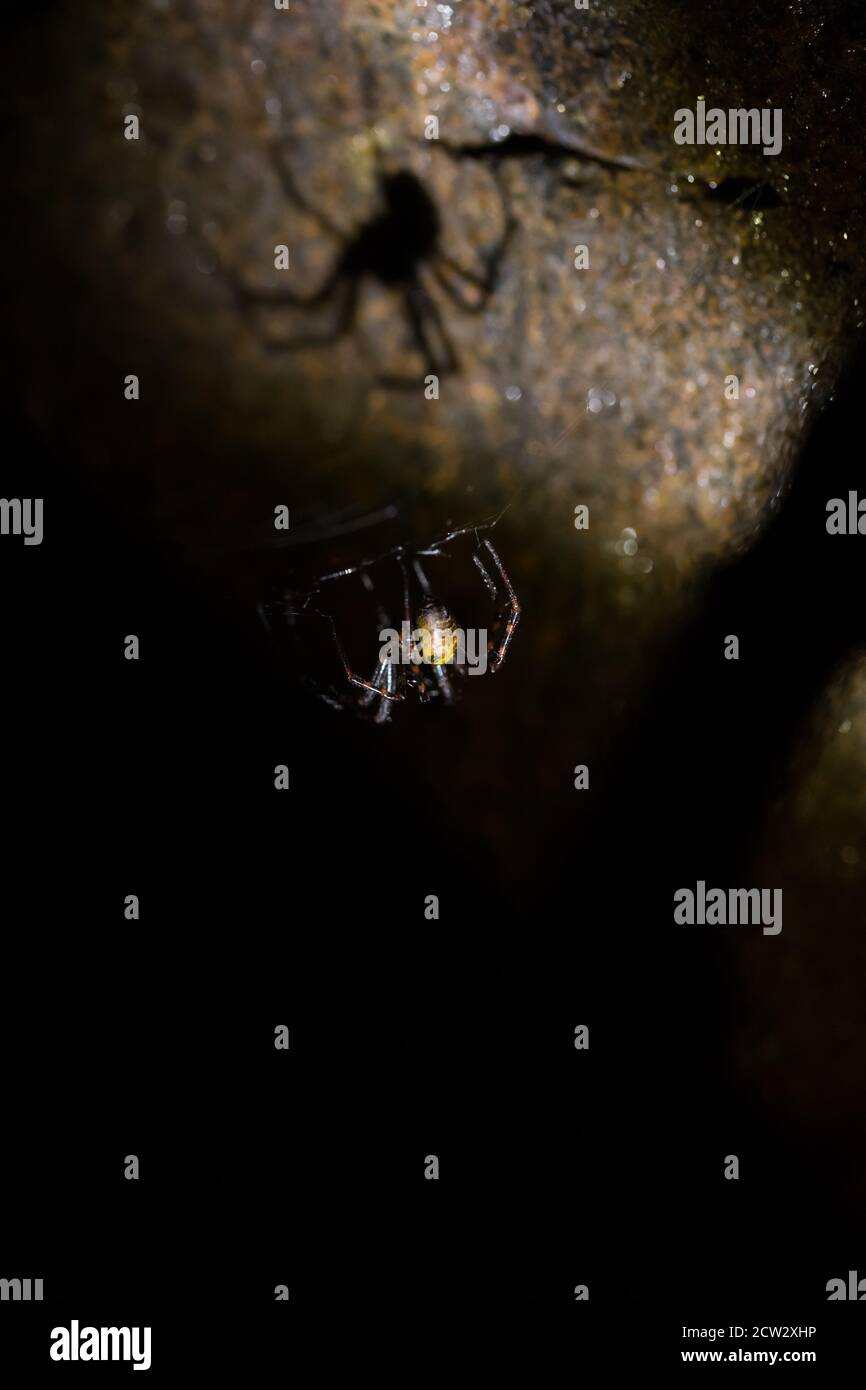 European cave spider Stock Photo - Alamy