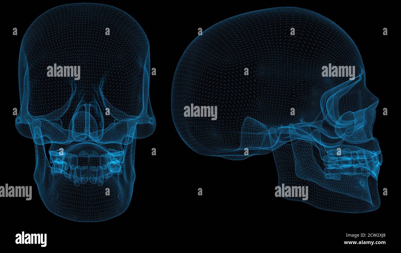 Skull 3d wireframe with thin blue lines. Anatomical futuristic hologram ...