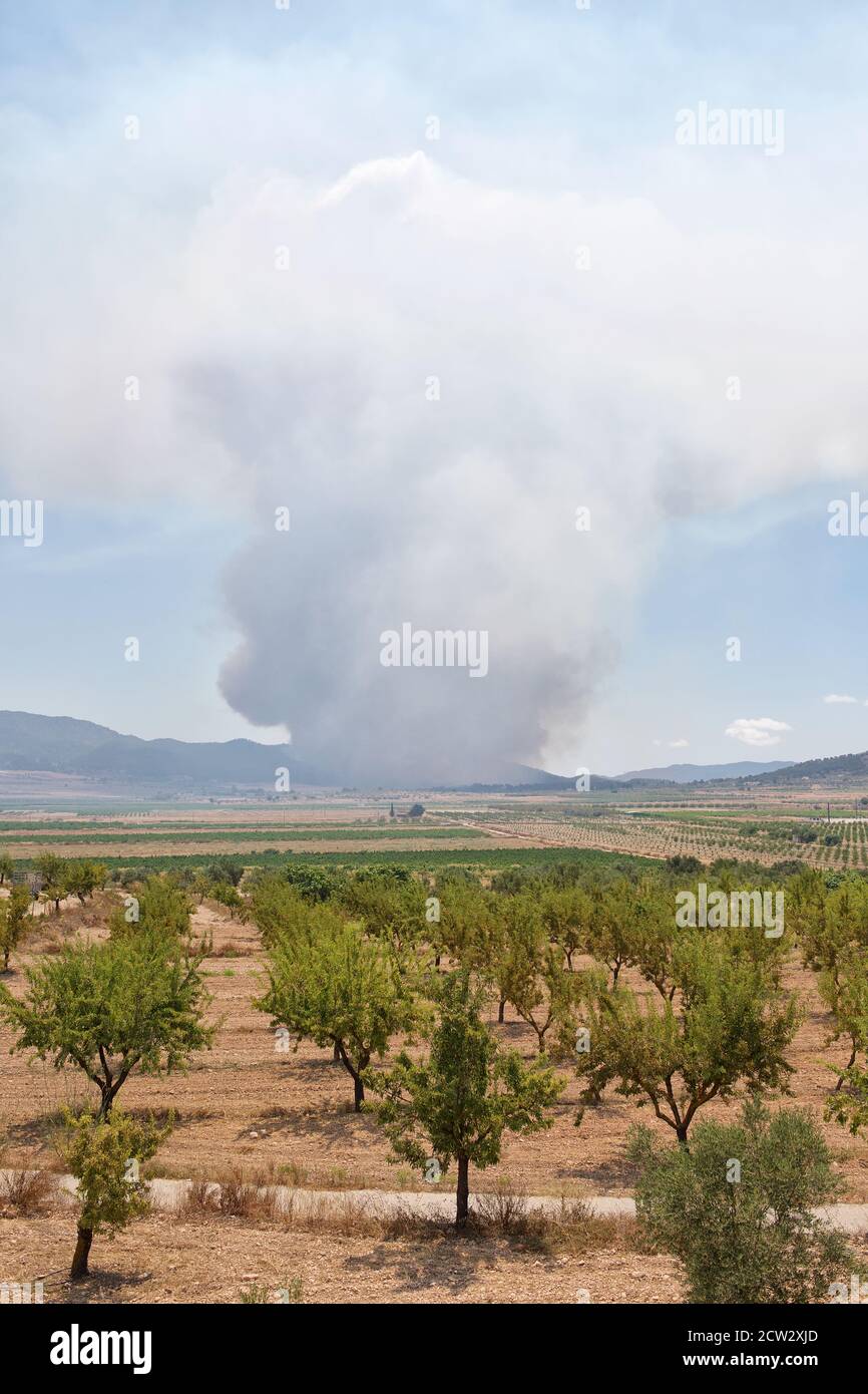 Forest Fire and smoke clouds Stock Photo - Alamy