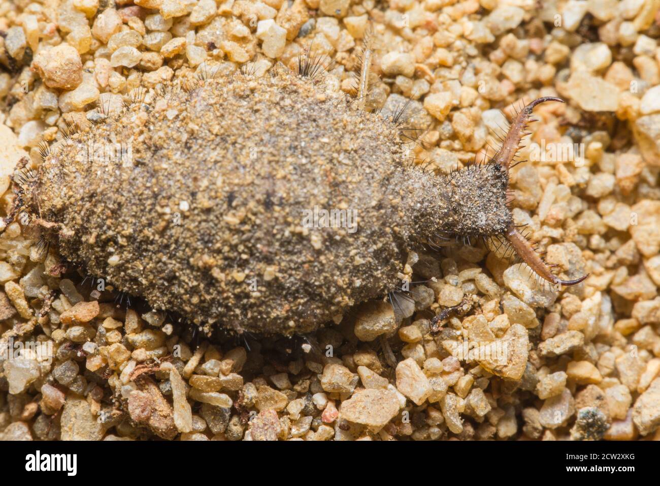 Ant lion myrmeleon formicarius hi-res stock photography and images - Alamy