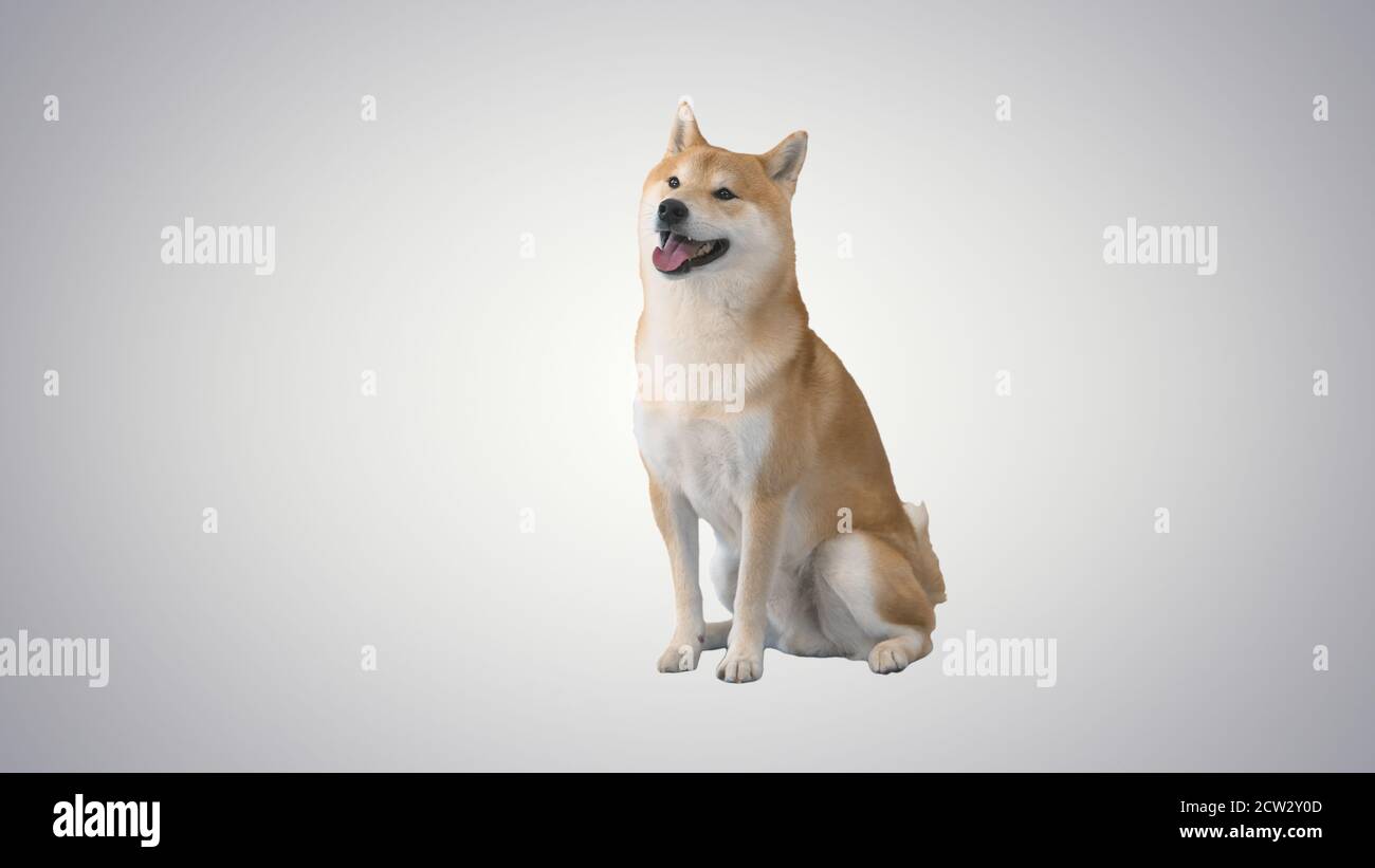 Red shiba inu sitting down on gradient background Stock Photo - Alamy