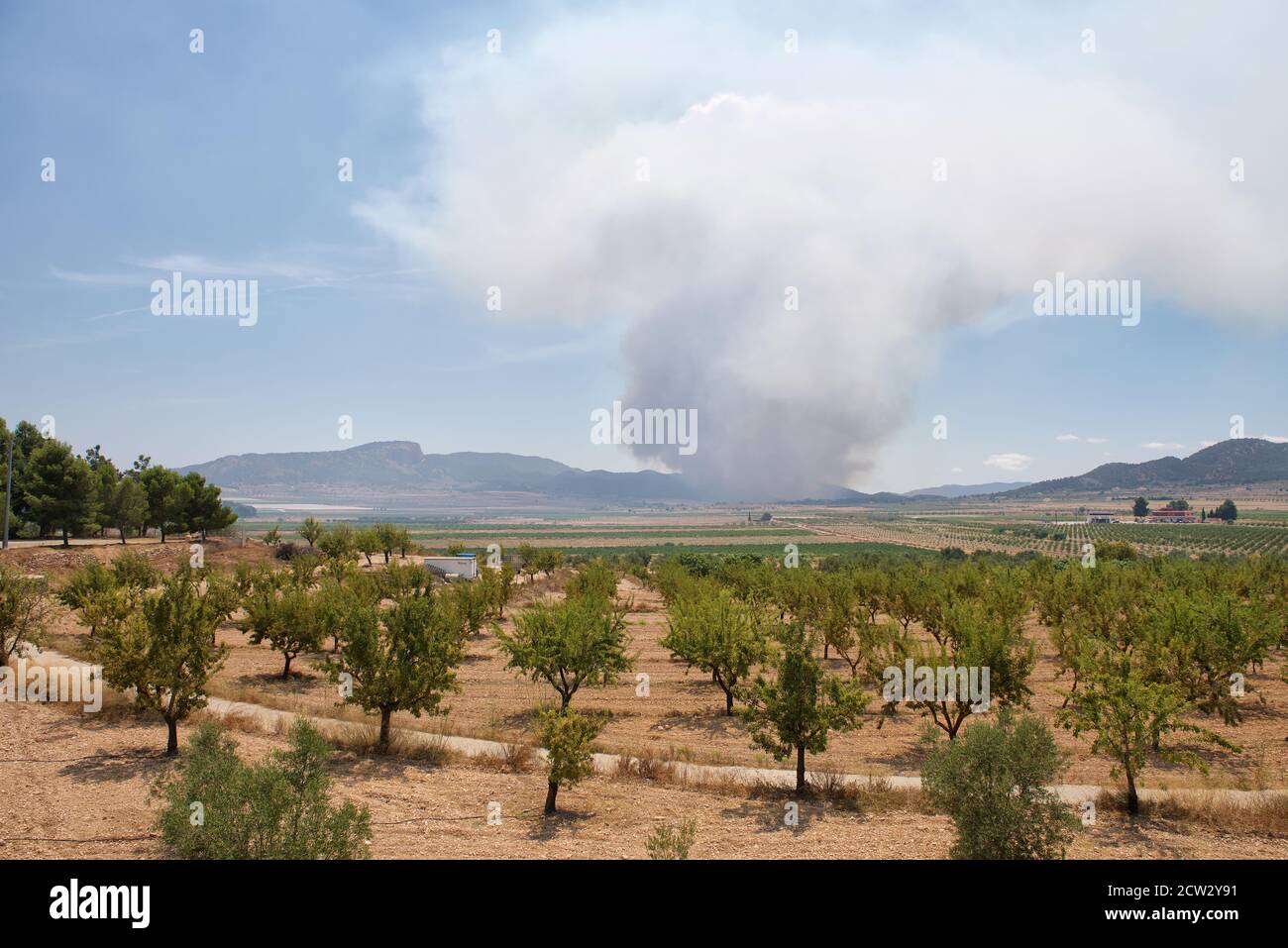 Forest Fire and smoke clouds Stock Photo - Alamy