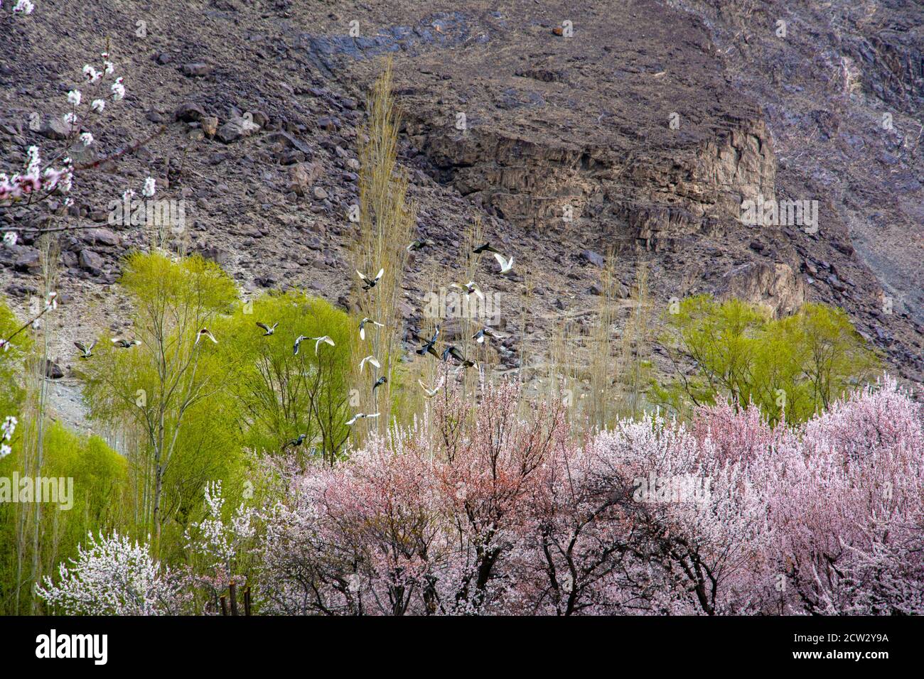 spring landscape photography of cherry blossom in northern areas of ...