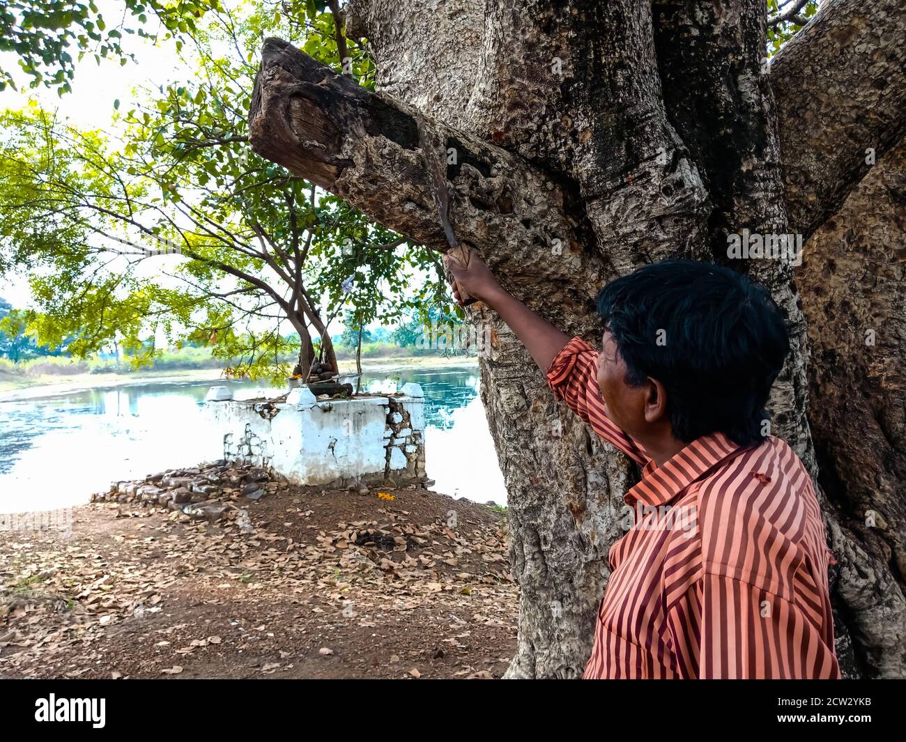 DISTRICT KATNI, INDIA - JANUARY 01, 2019: An indian farmer cutting tree ...