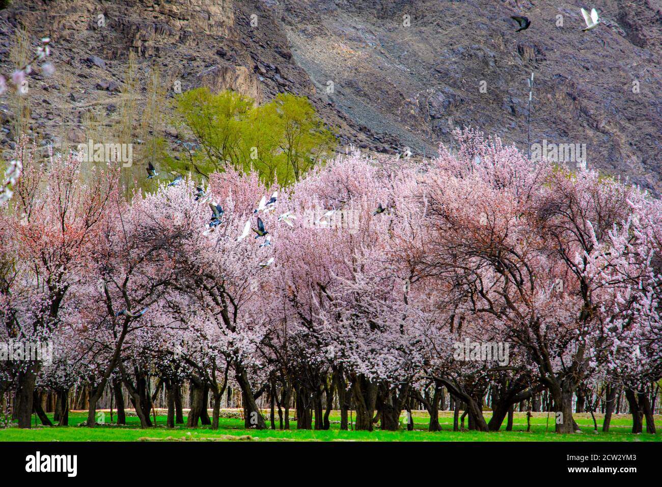 spring landscape photography of cherry blossom in northern areas of ...