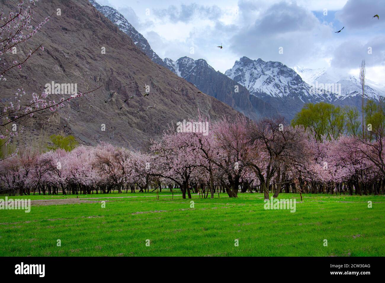 spring landscape photography of cherry blossom in northern areas of ...