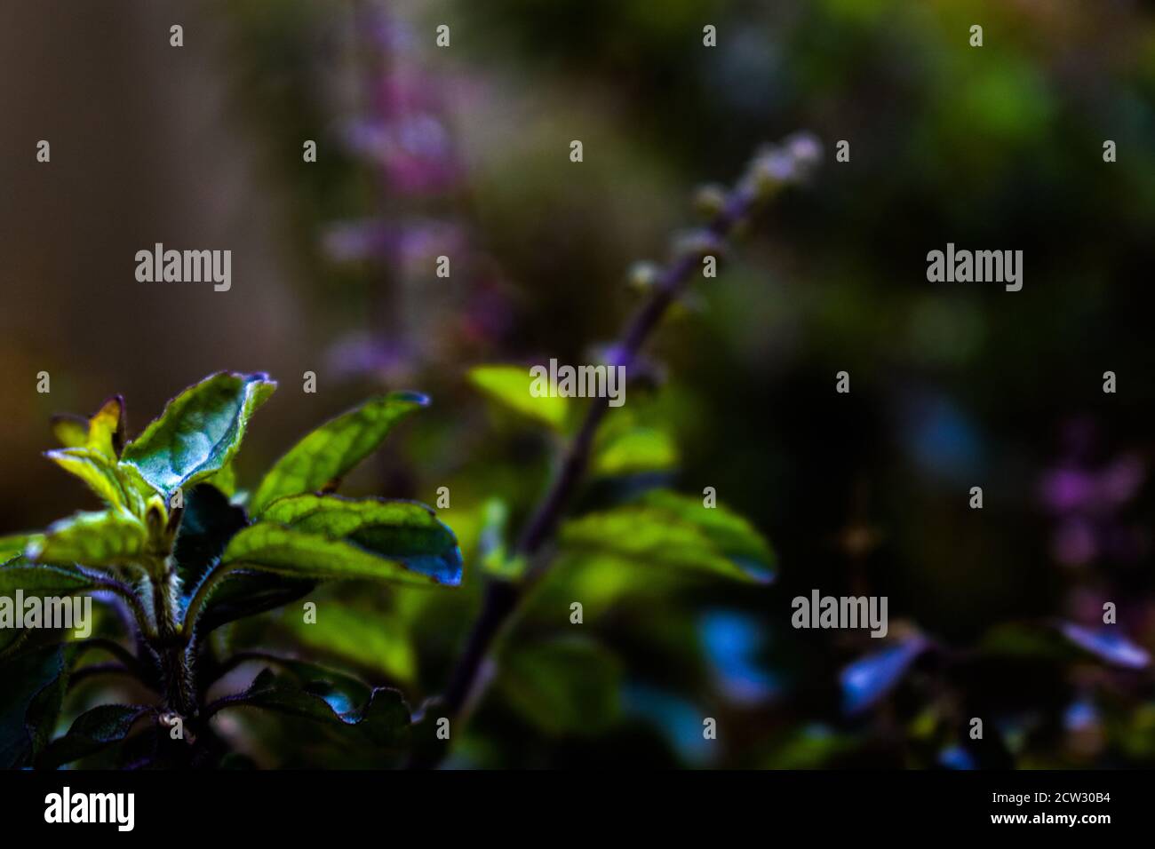 Colorful picture of Holy Basil with flowers and leaves all around Stock ...